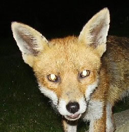 Vos — WILDBEHEEREENHEID SUSTEREN/GRAETHEIDE