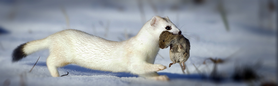 Hermelijn — WILDBEHEEREENHEID SUSTEREN/GRAETHEIDE